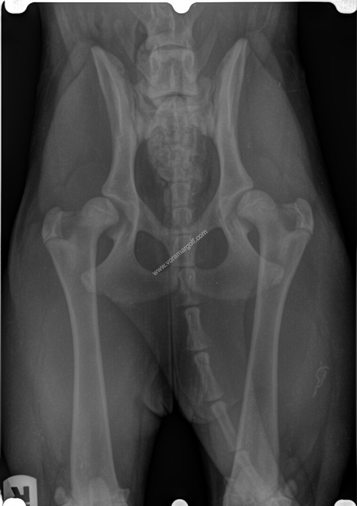 PERRO de 6 meses con displasia de cadera bilateral