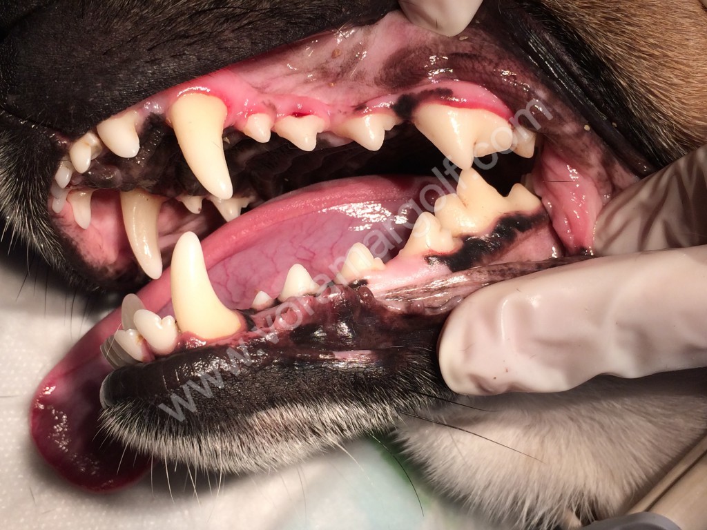 Otto después del tratamiento dental