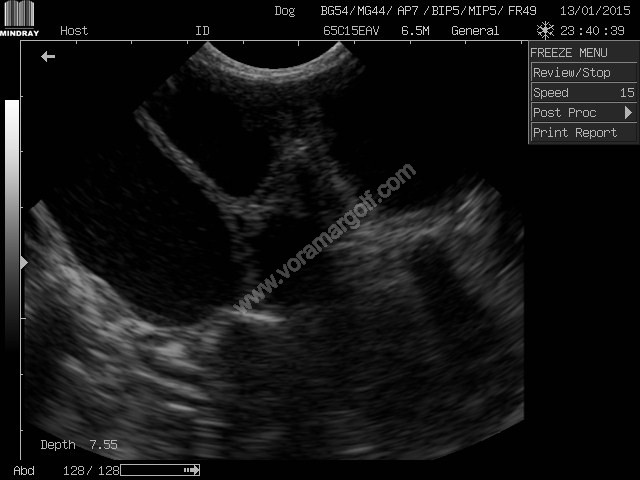 El mejor diagóstico es por ecografia. Os dejo imágenes de unas cuantas ...