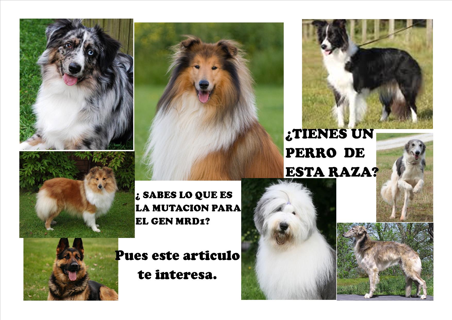 ¿ PORQUE MI PERRO PUEDE MORIR SOLO POR PONERLE UNA PIPETA SI TIENE ESTA ...